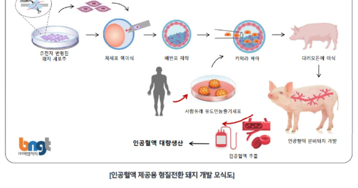 Bngt 완전인간화 유사혈액 생산돼지 개발 착수