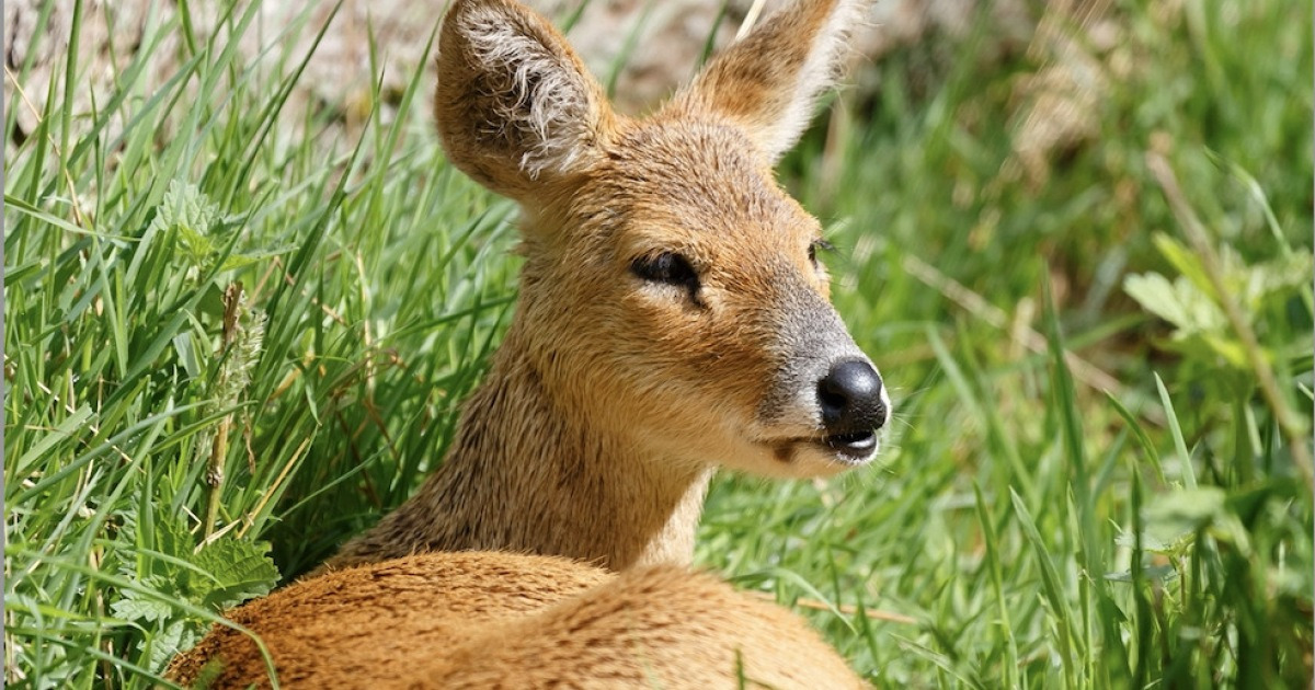 [Interactive] Doe a deer, slow the gear