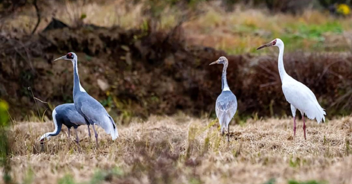 철원 DMZ두루미 탐조관광 11일 재개