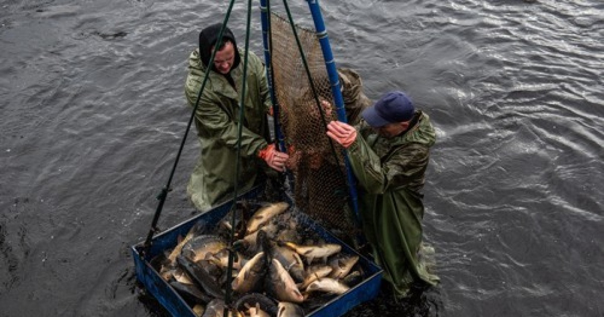 POLAND FISH INDUSTRY