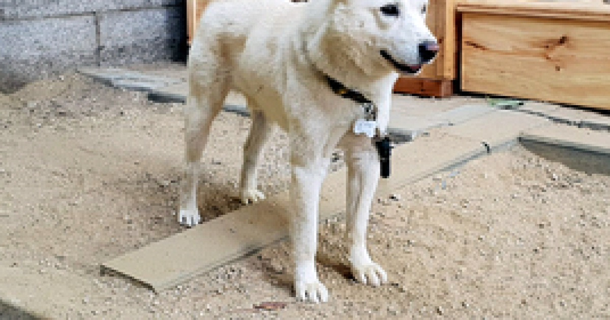 Yoon, Moon squabble over who let the dogs down