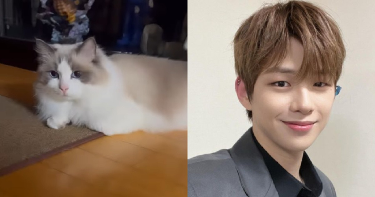 강다니엘, '말실수 논란' 시끄러운데..첫 SNS글은 "고양이자랑"[Oh!쎈 이슈]