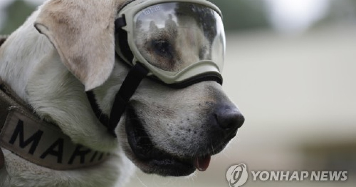 Mexico Quake Rescue Dog