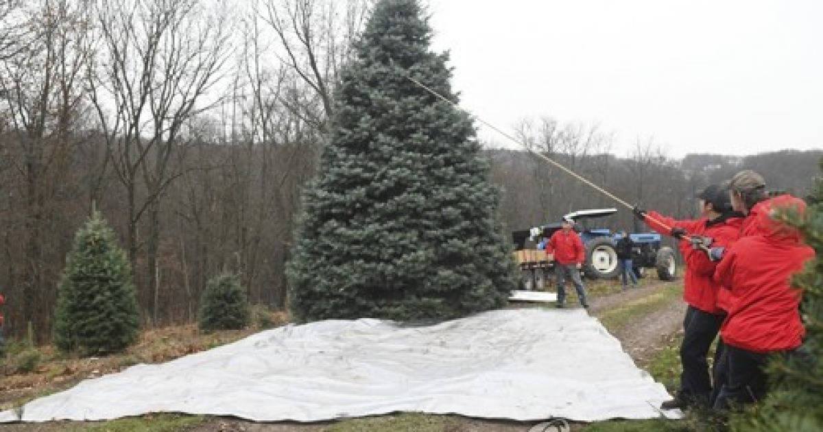 CORRECTION White House Christmas Tree