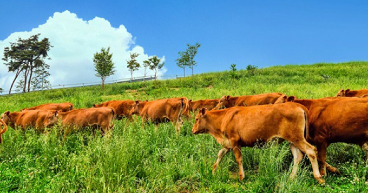 방목형 한우농가 정읍 ‘다움농장’…전국 첫 ‘동물복지 축산농장’ 인증