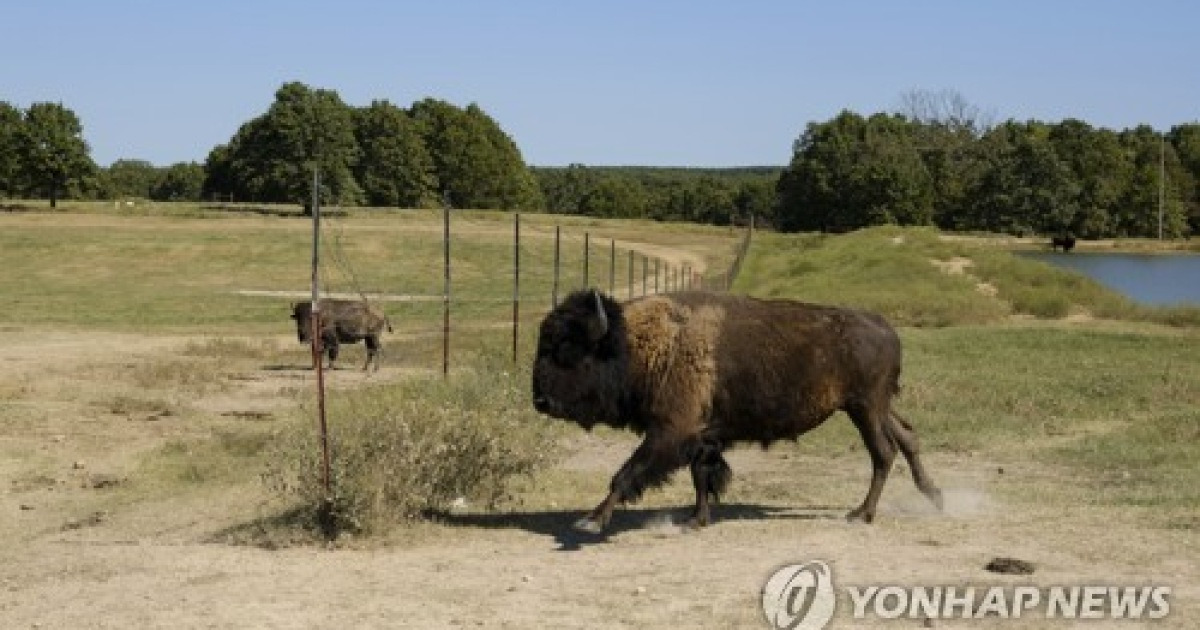 Bison Herd Restoration Native Spirituality