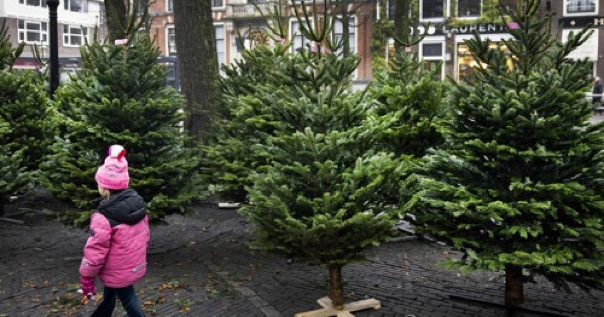 NETHERLANDS CHRISTMAS PREPARATIONS