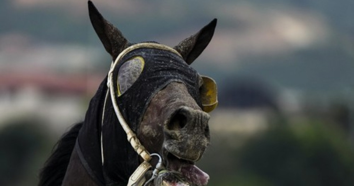 Venezuela Caribbean Classic Horse Racing