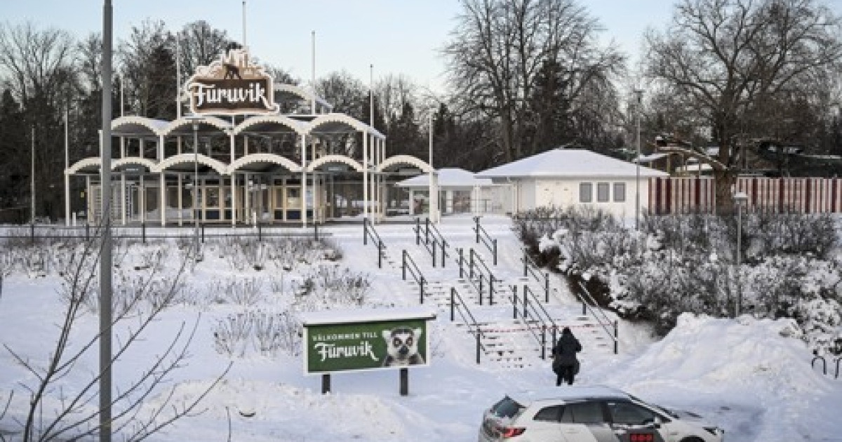 SWEDEN ZOO CHIMPANZEE ESCAPE