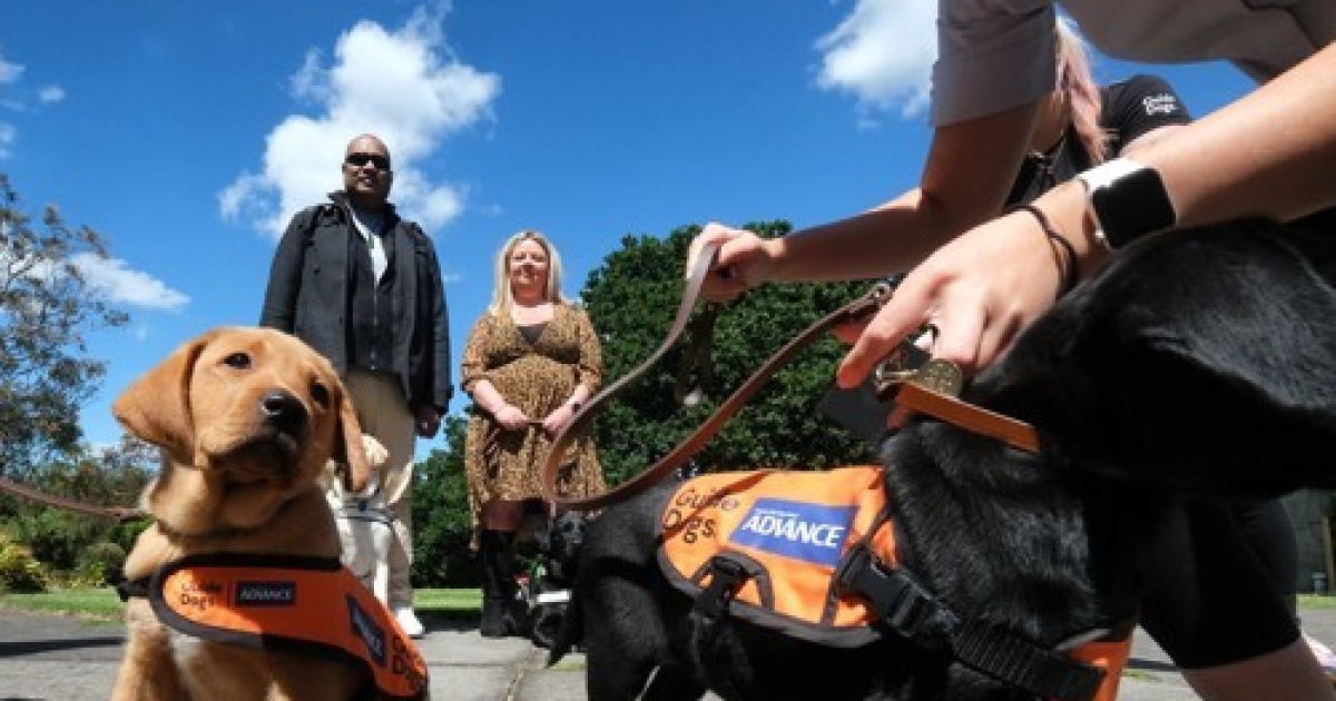 AUSTRALIA ANIMALS GUIDE DOGS GRADUATION