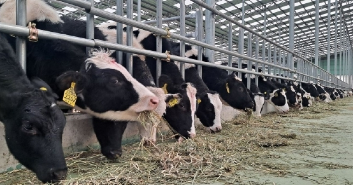 Korean milk cows fly to Nepal