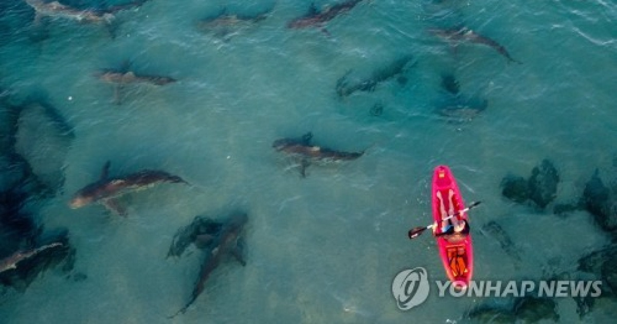 MIDEAST ISRAEL NATURE SHARKS