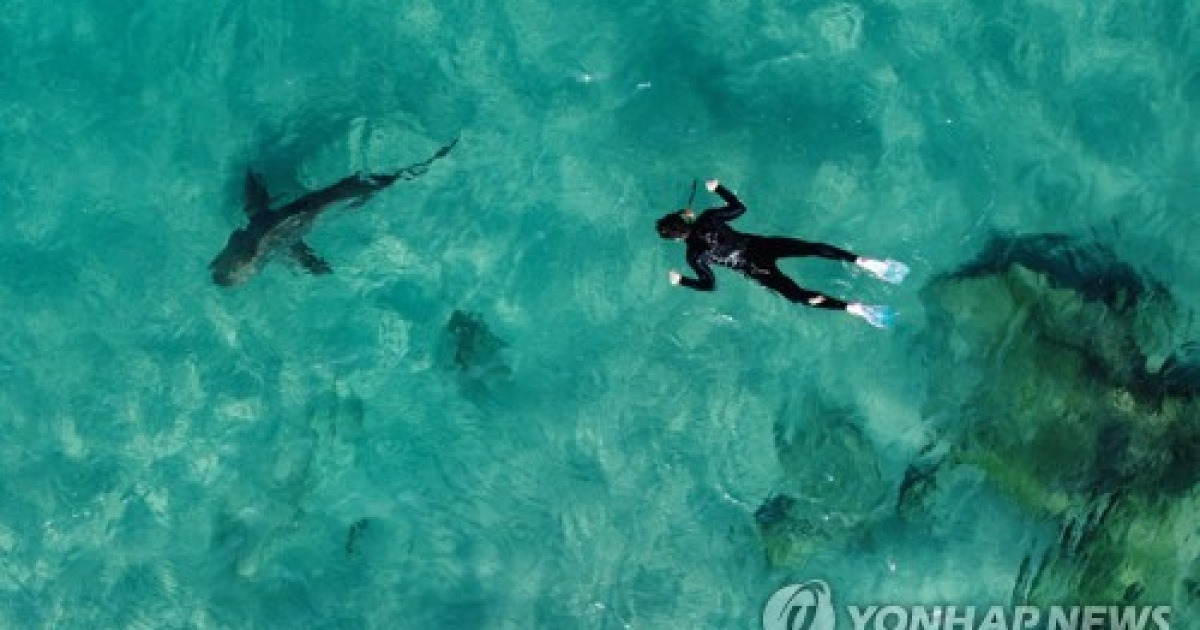 MIDEAST ISRAEL NATURE SHARKS