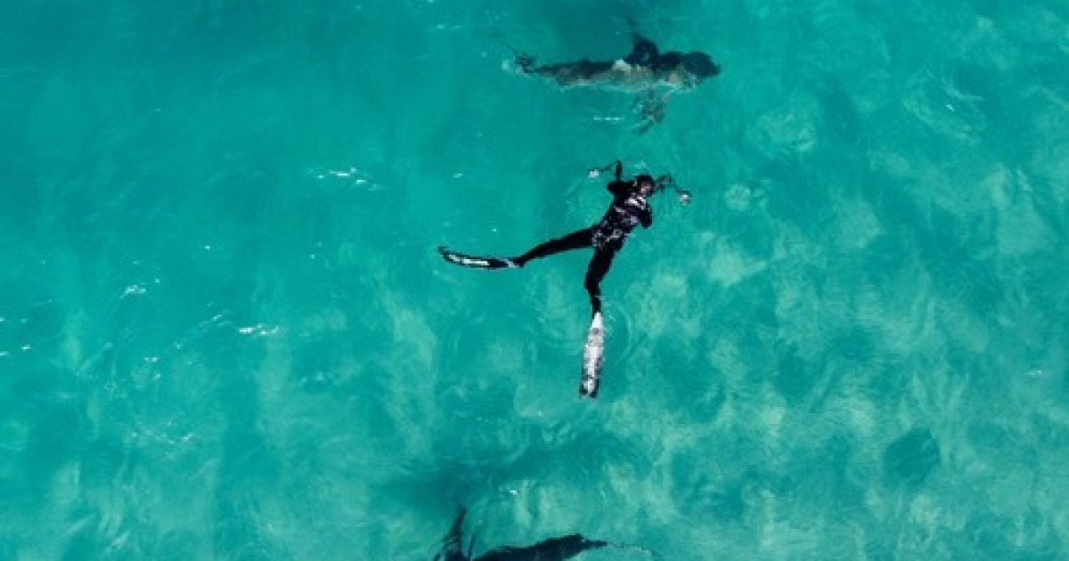 MIDEAST ISRAEL NATURE SHARKS