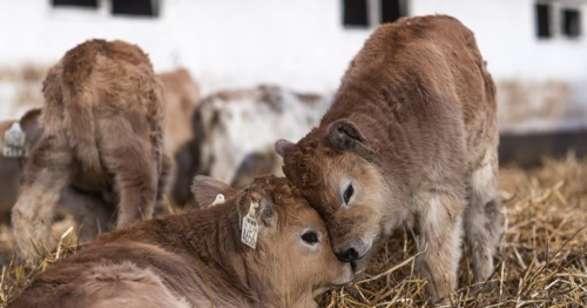 epaselect HUNGARY ANIMALS