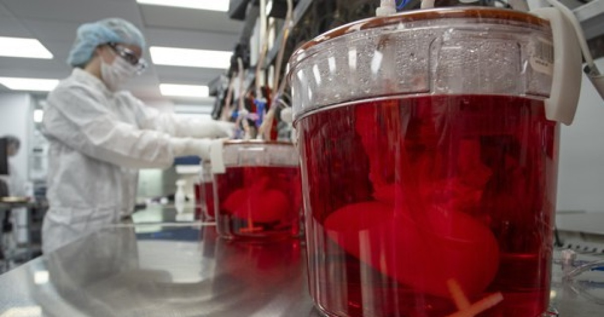 CORRECTION Bioengineered Organs