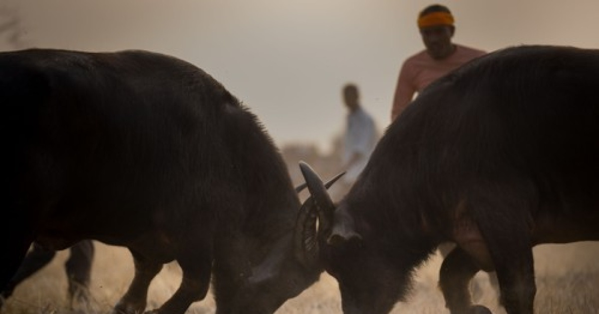 India Buffalo Fight