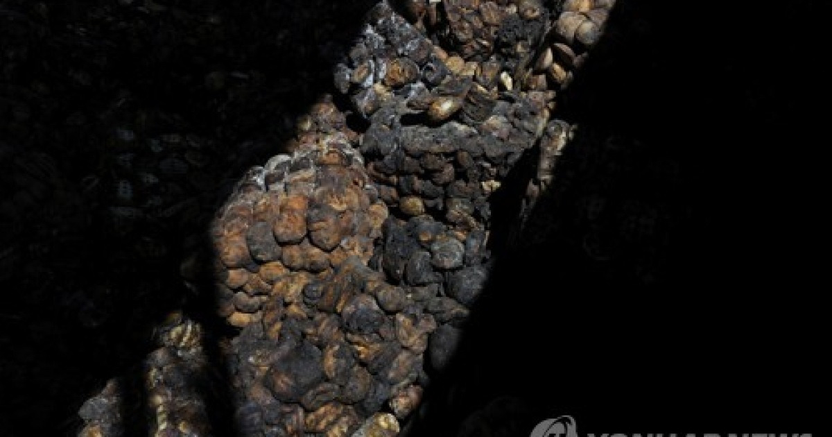 Amazon Rubber Sustainability