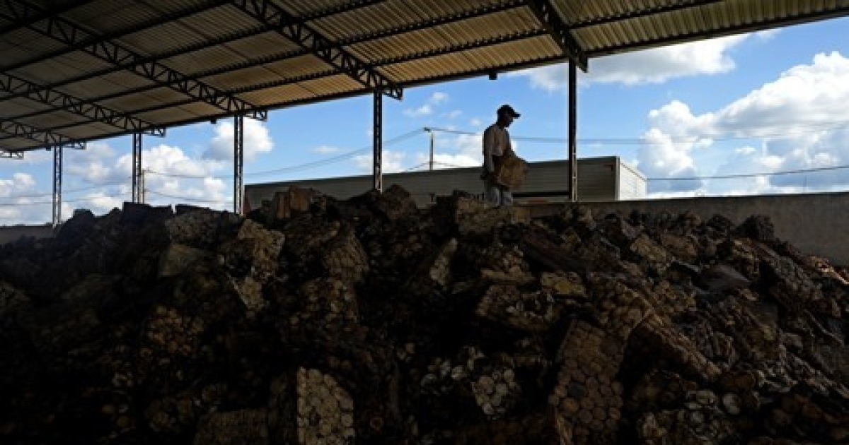 Amazon Rubber Sustainability