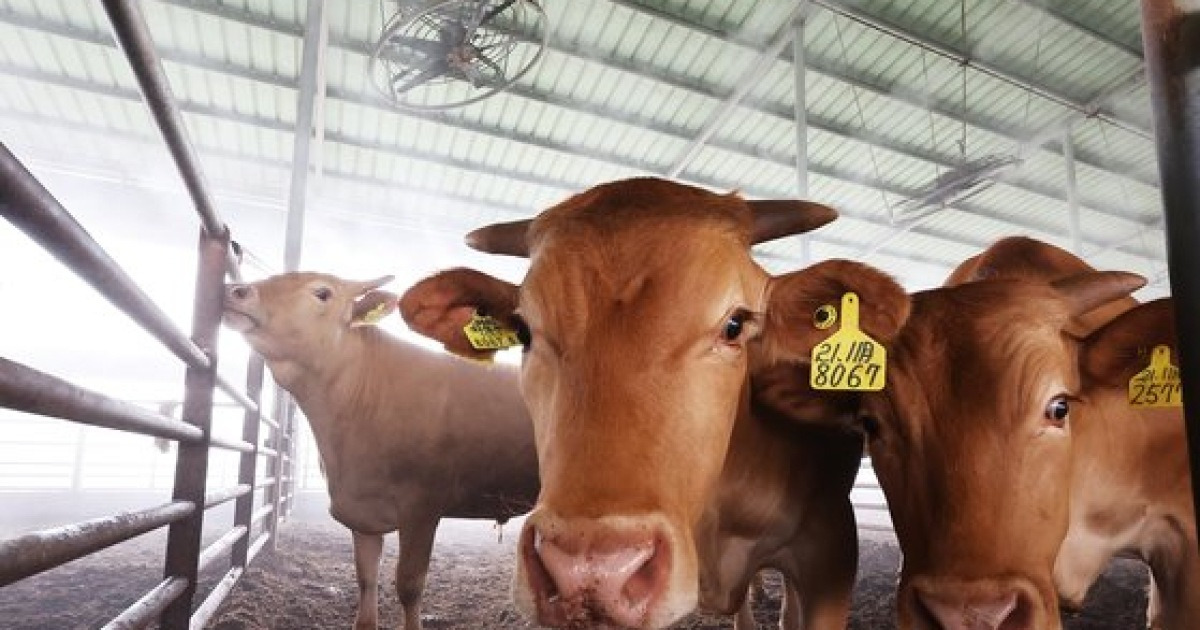 Korean cows sell for less, but beef prices remain unmooved