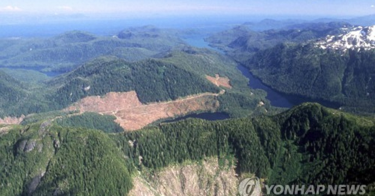Alaska Forest Logging