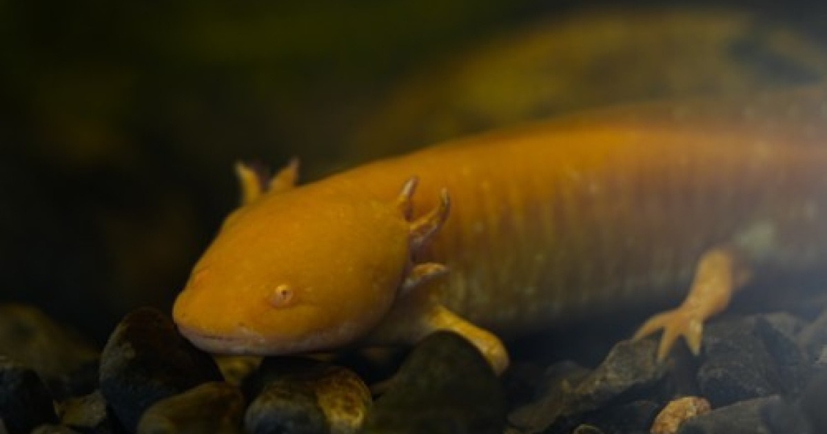 Mexico Axolotl Museum