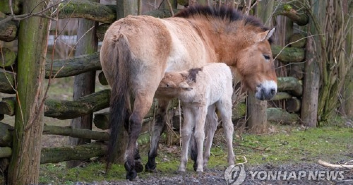 POLAND ANIMALS