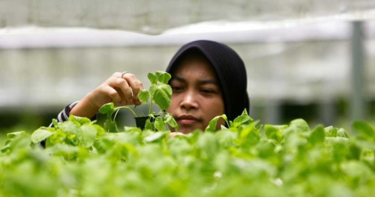 INDONESIA AGRICULTURE ECONOMY