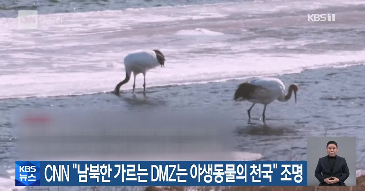 CNN “남북한 가르는 DMZ는 야생동물의 천국” 조명