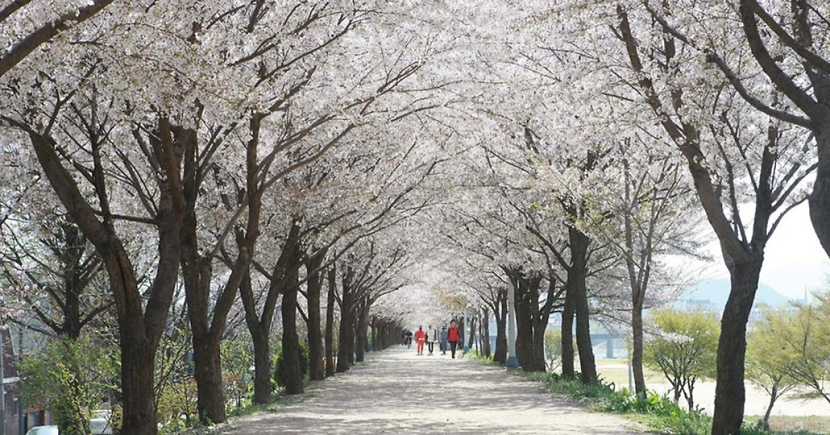 '봄의 전령사' 벚꽃, 대구 곳곳에 얼굴 드러내