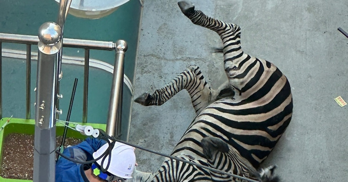 Video reveals escaped zebra in Seoul lost parents