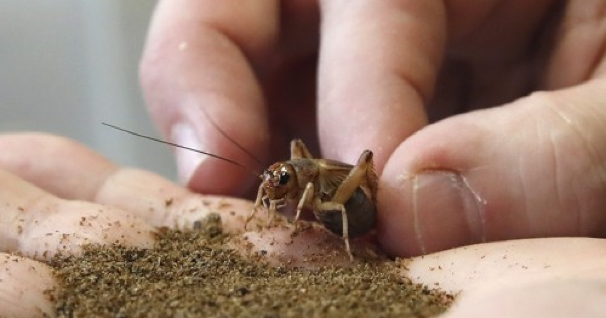 CROATIA INSECTS FARM
