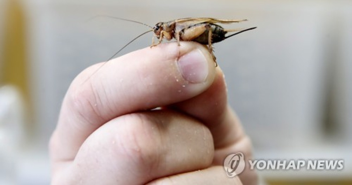 CROATIA INSECTS FARM