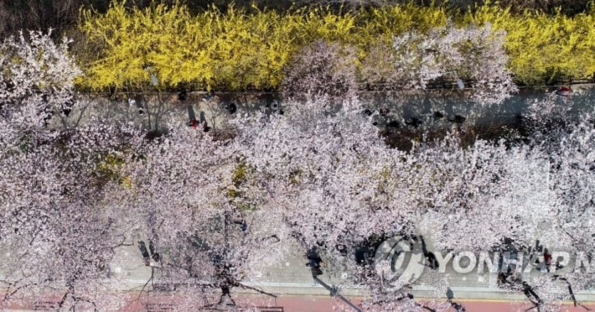 이젠 친구가 되어버린 개나리와 벚꽃