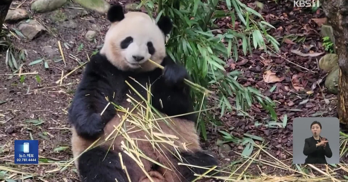 중국 ‘판다 외교’의 두 얼굴