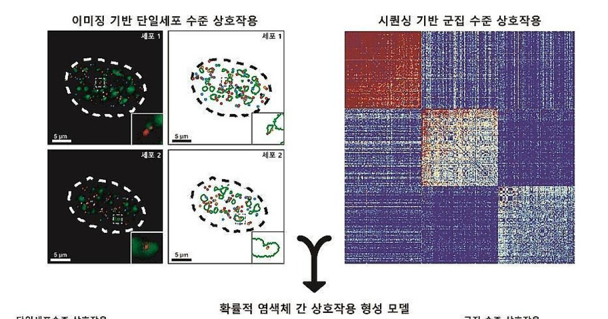 KAIST, 암·노화에 영향 ‘게놈 3차구조 신규 생성 원리’ 발견
