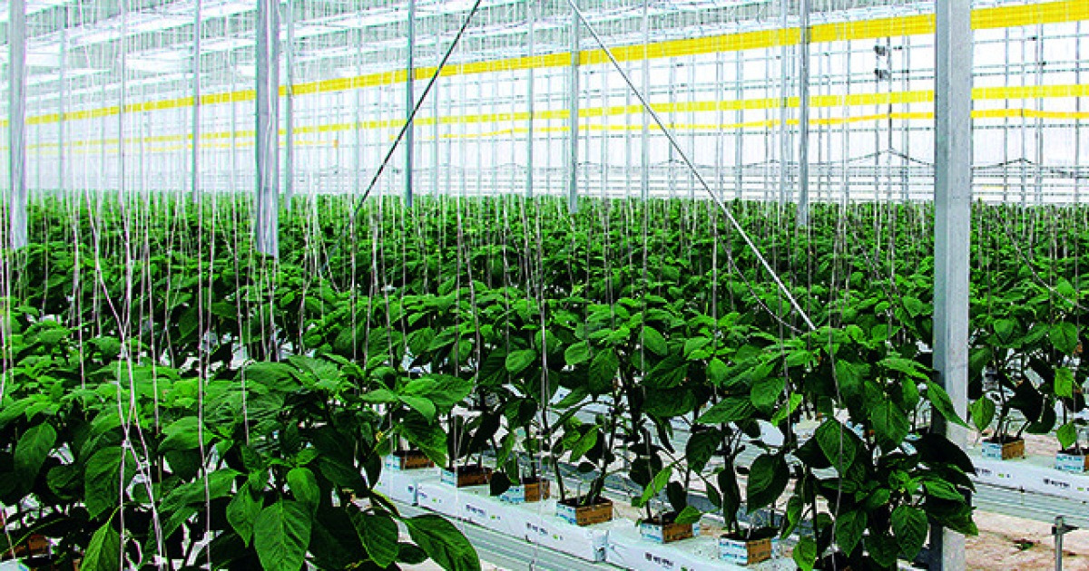 늘어나는 시설재배 부산물 ‘깜깜이 처리’…제도 개선 시급