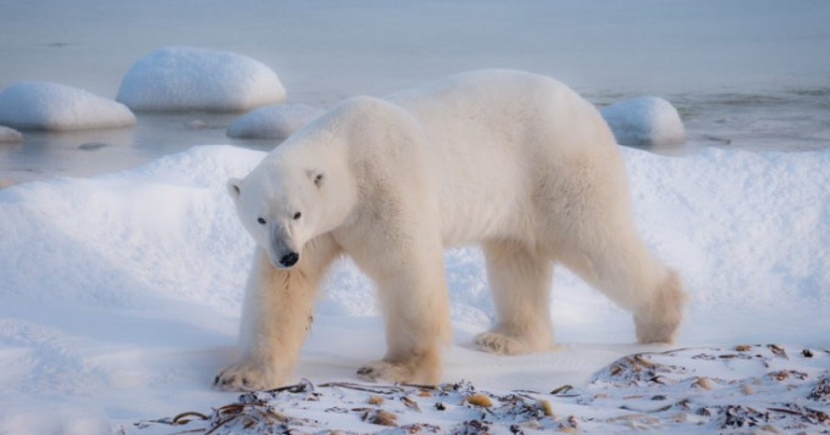 [오늘과학] 80년 연구의 결실...북극곰 털 모방한 합성섬유