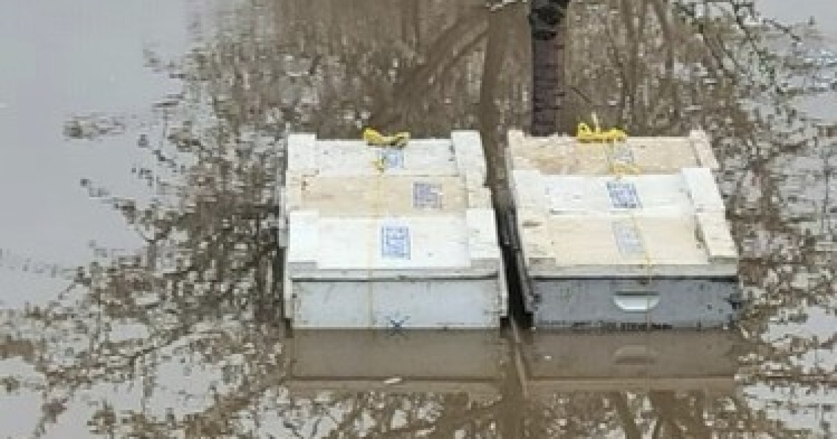 California Storms Farming Bees