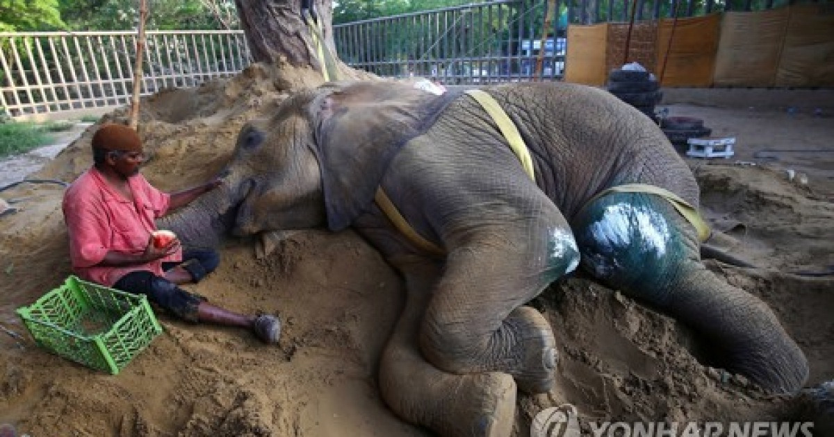 PAKISTAN ANIMALS ELEPHANT