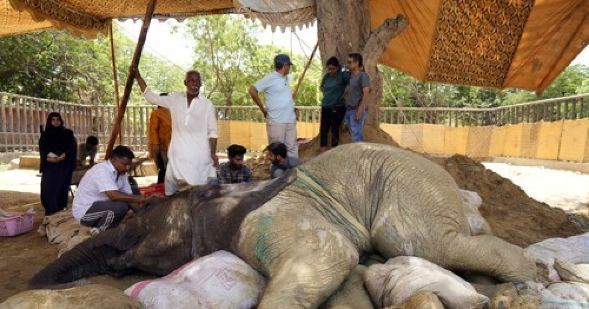 Pakistan Elephant
