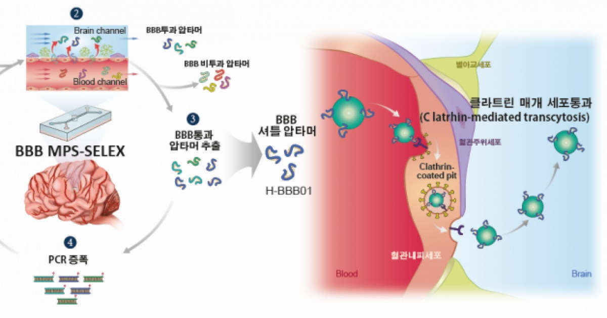 UNIST, 혈액-뇌 장벽 투과 압타머 개발… “트로이목마, 효과적 약물 전달”