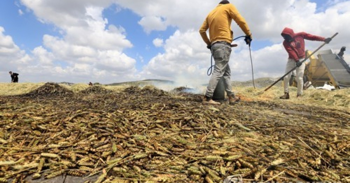MIDEAST PHOTO SET PALESTINE AGRICULTURE