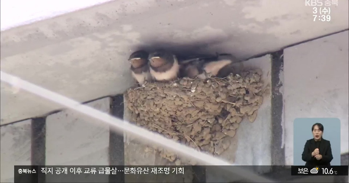 반가운 제비 둥지 짓기 시작…청정 ‘제비마을’ 관광 명소로