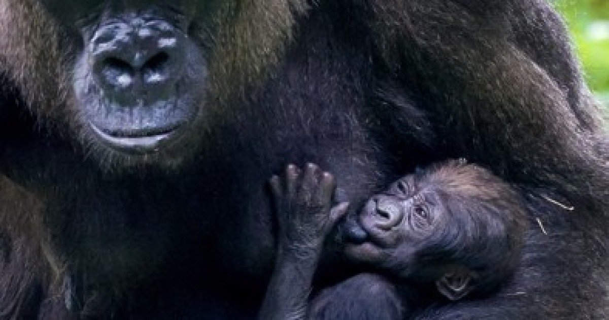 USA ATLANTA ANIMALS GORILLA