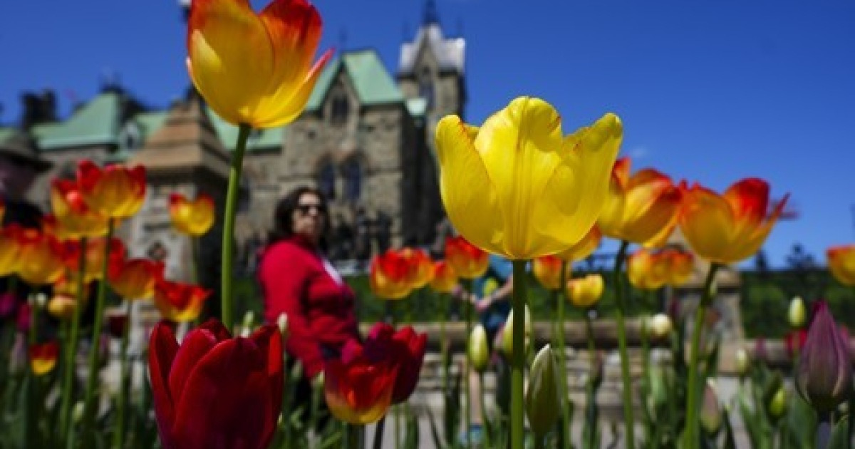 Canada Daily Life Tulips