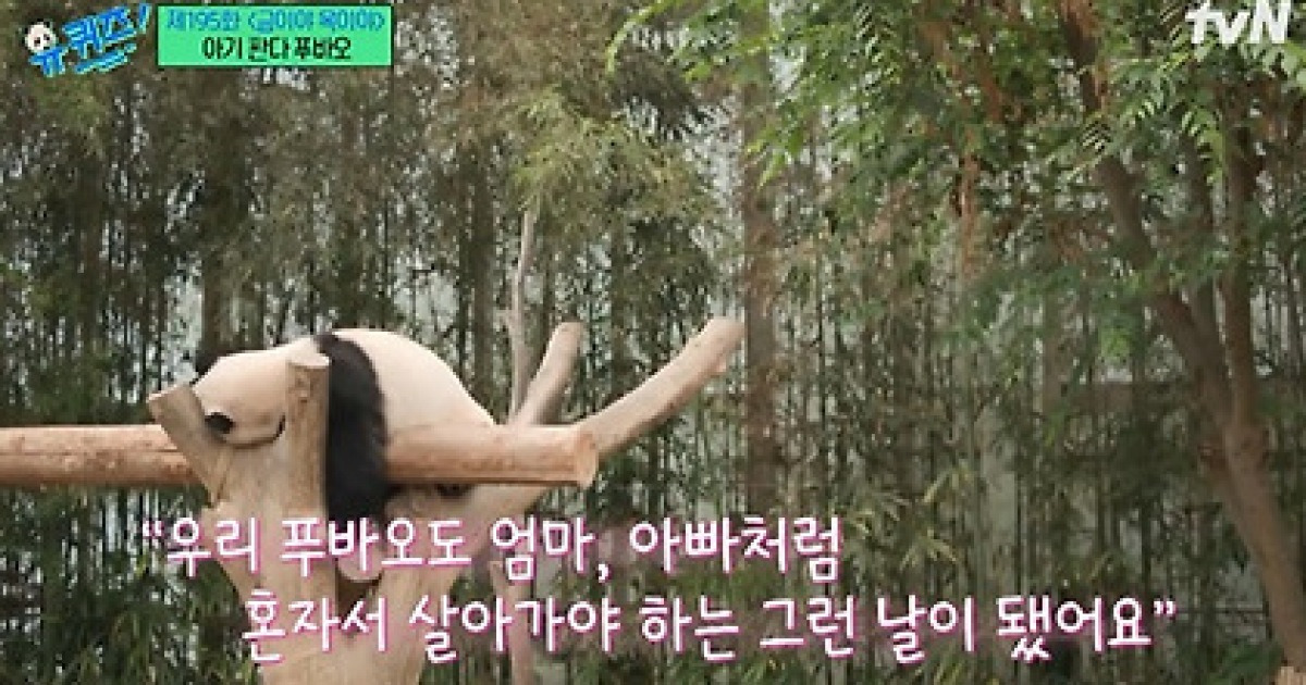 푸바오 내년 중국으로강철원 사육사 이별 생각에 눈물 유퀴즈 