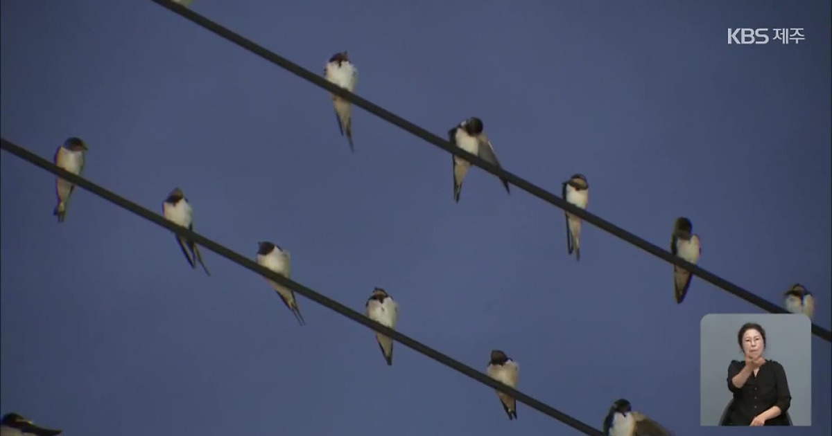 제비 이동 경로 추적 연구…제주 학생들도 참여