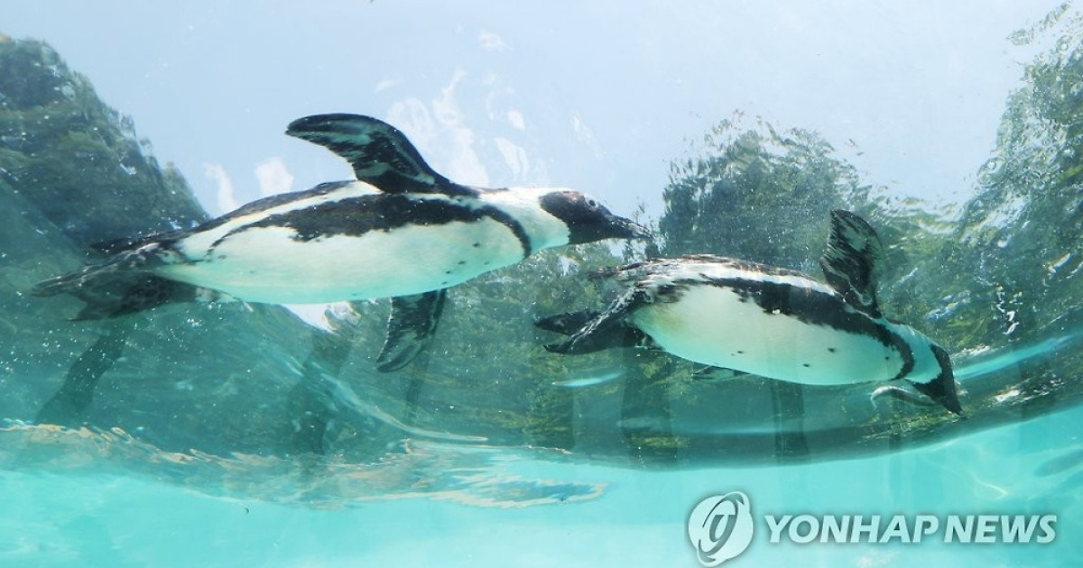 시원한 물속으로 풍덩 
