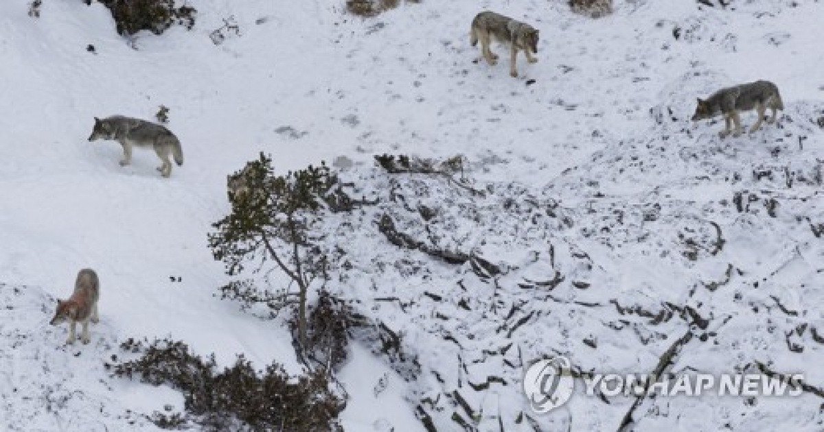 Isle Royale Wolves